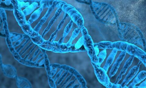 Análisis Cromosómico: Realización, Interpretación y Formación